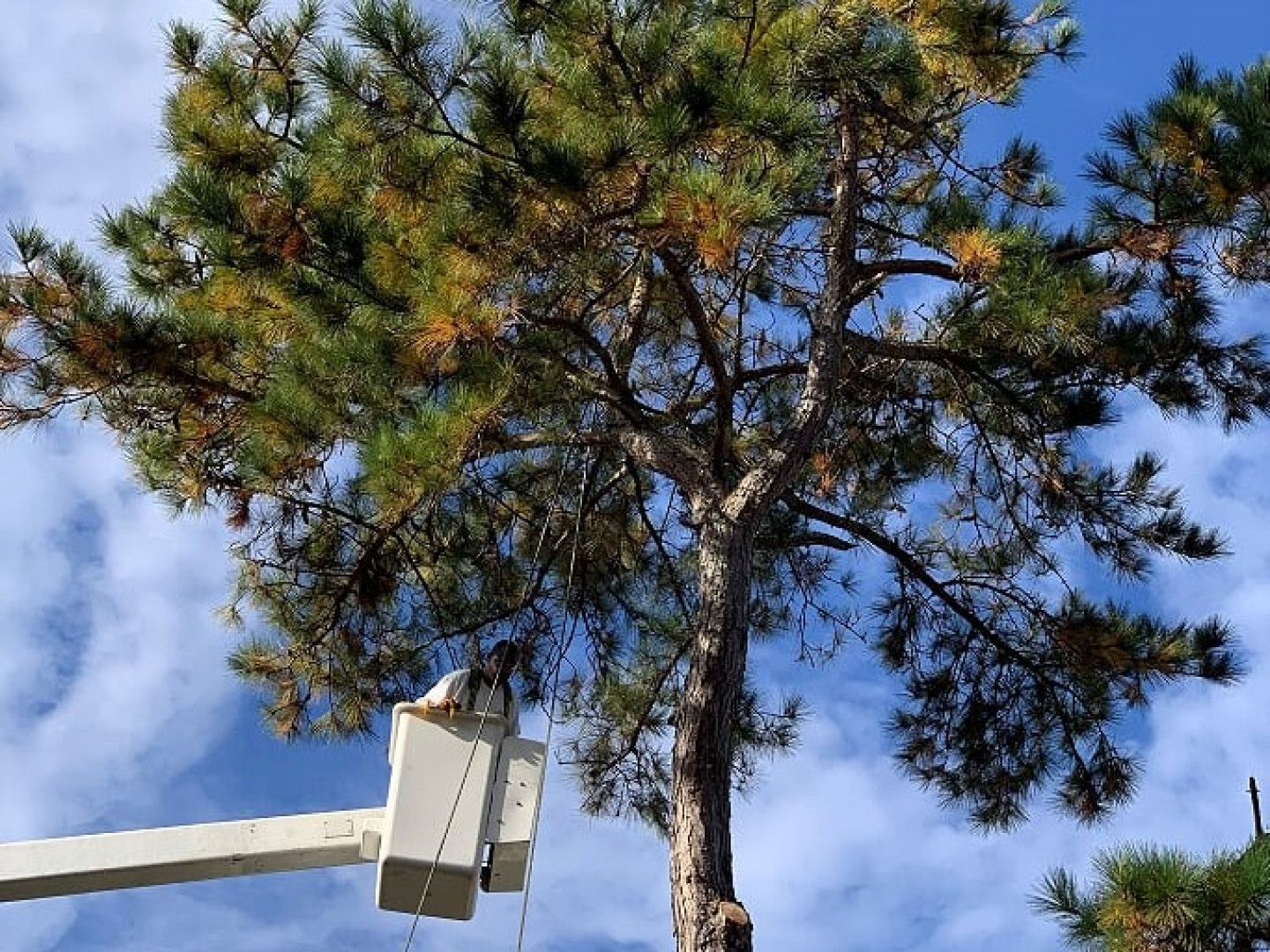 Tree Removal | Rocky Mount, Wilson, Greenville, NC | Walker Tree ...
